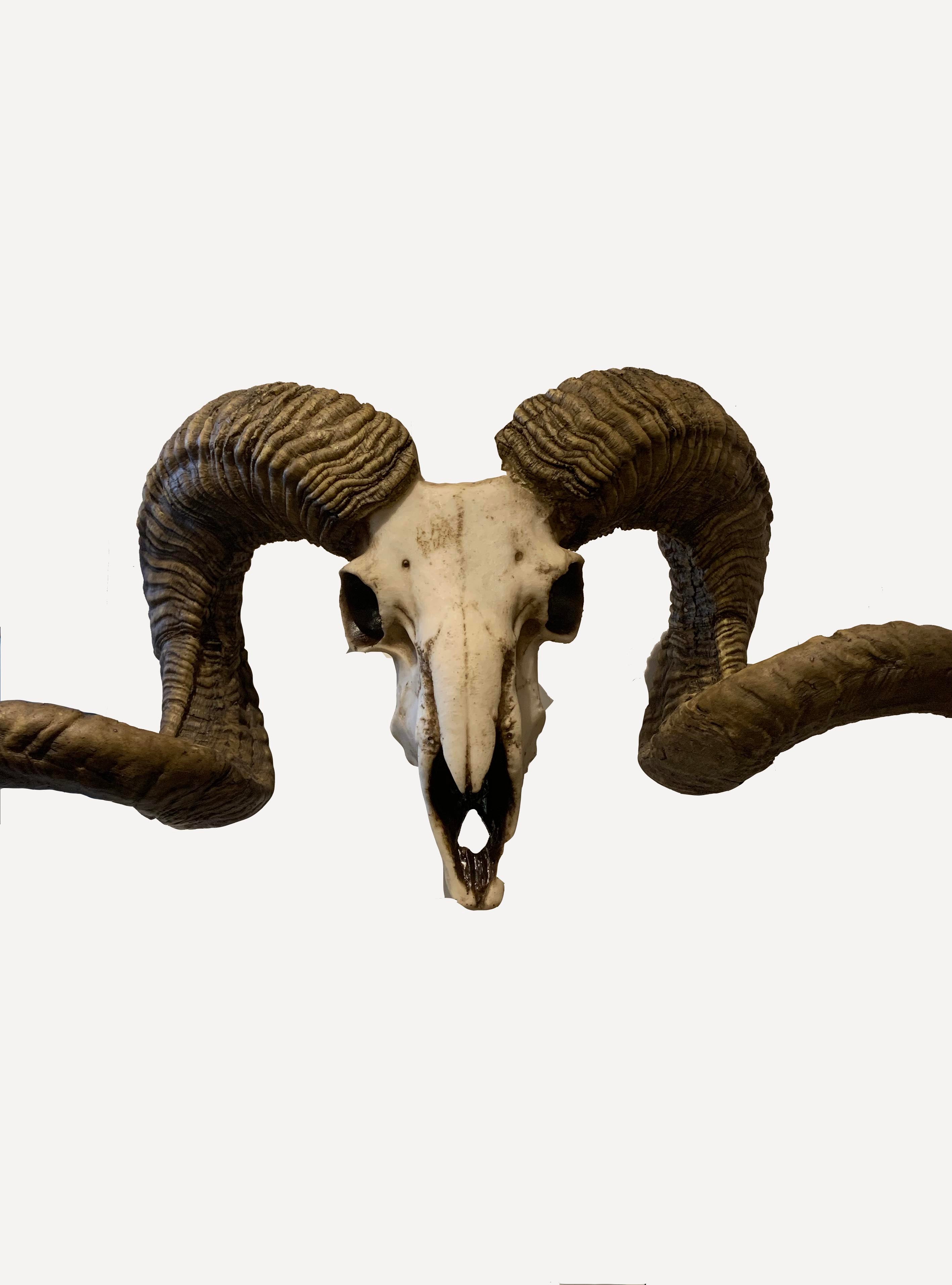 Wall Decor : Rams Head – Fake Taxidermy – Rams Horns Resin – Dutch ...